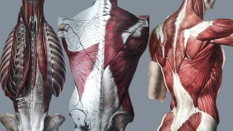 Les fascias - Le Rhumatologue